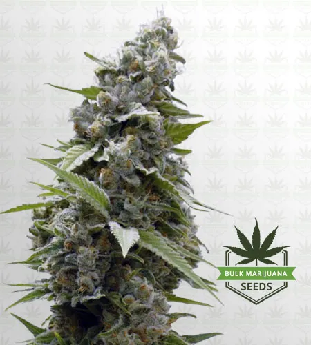 Zombie D.F. Strain Feminized Marijuana Seeds | Bulk Marijuana Seeds