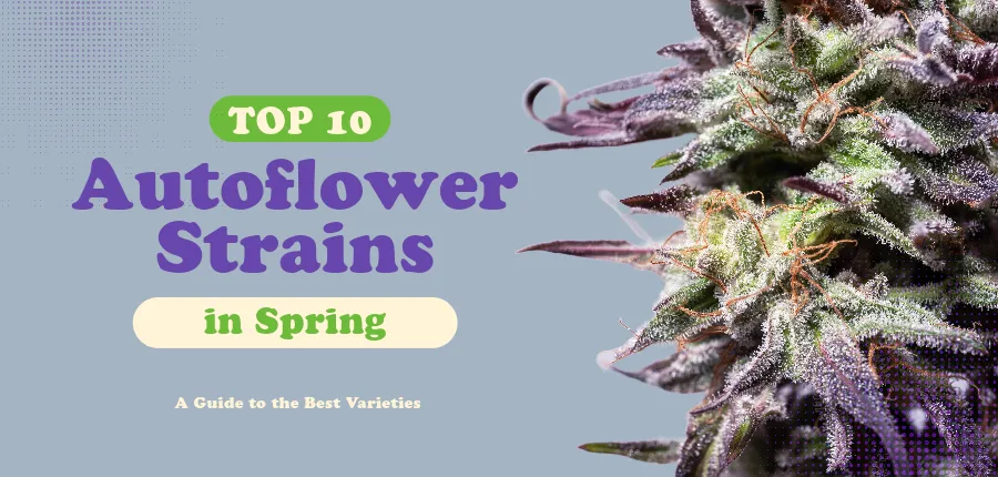 Top 10 Autoflower Strains in Spring: A Guide to the Best Varieties ...