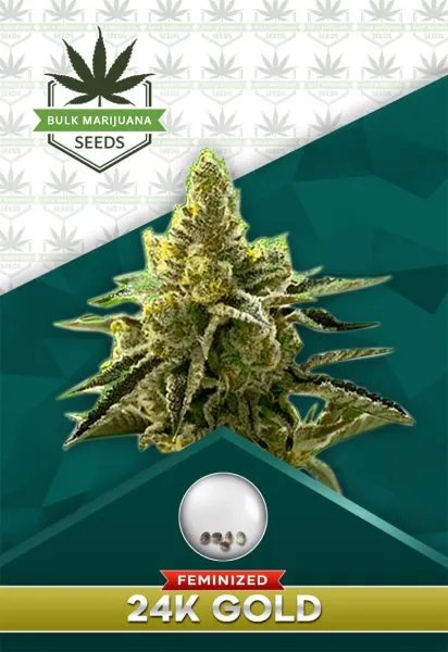 24K Gold Strain Feminized Marijuana Seeds | Bulk Marijuana Seeds