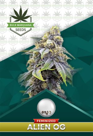 Alien OG Strain Feminized Marijuana Seeds | Bulk Marijuana Seeds