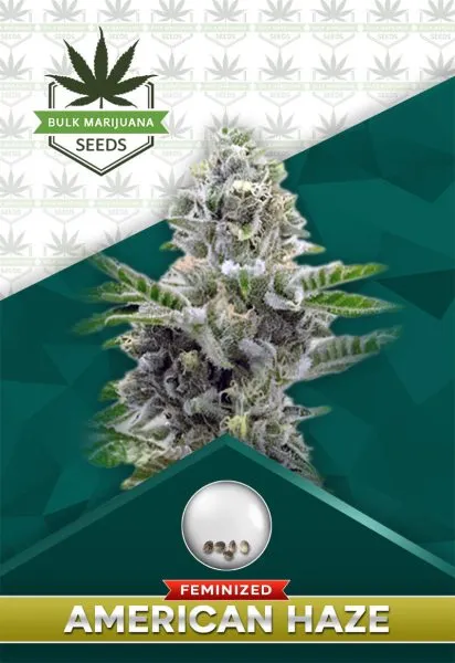 American Haze / California Haze Feminized Marijuana Seeds | Bulk ...