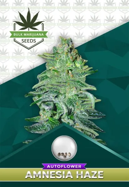Amnesia Haze Autoflower Feminized Marijuana Seeds | Bulk Marijuana Seeds