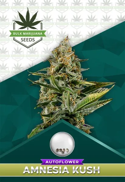 Amnesia Kush Autoflower Feminized Marijuana Seeds | Bulk Marijuana Seeds
