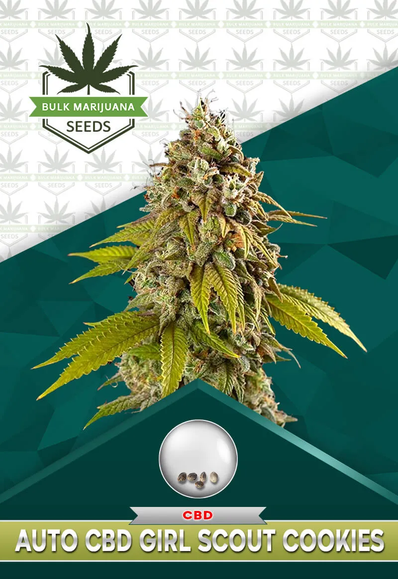 Autoflower CBD Girl Scout Cookies Strain (1:1) Marijuana Seeds | Bulk ...