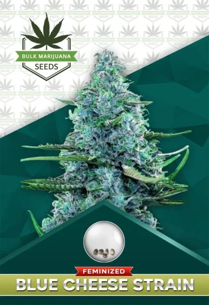 Blue Cheese Strain Feminized Marijuana Seeds | Bulk Marijuana Seeds