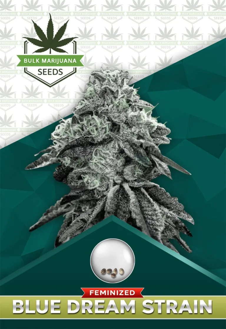Blue Dream Strain Feminized Marijuana Seeds | Bulk Marijuana Seeds