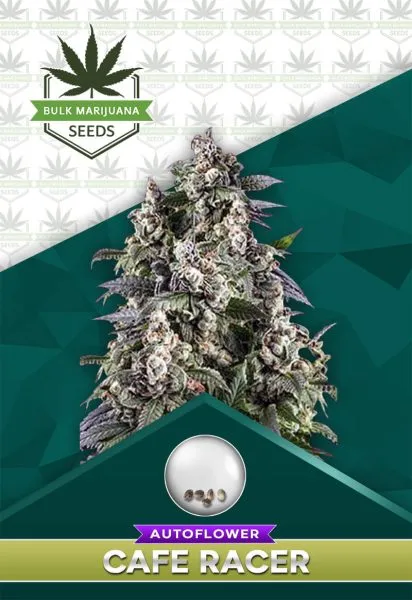 Cafe Racer Strain Autoflowering Marijuana Seeds | Bulk Marijuana Seeds