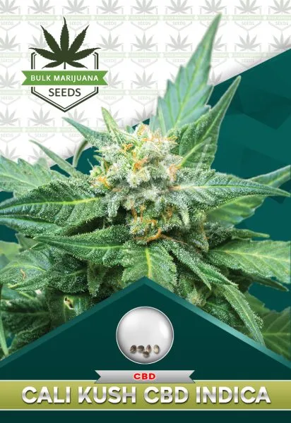 Cali Kush CBD Indica Marijuana Seeds | Bulk Marijuana Seeds