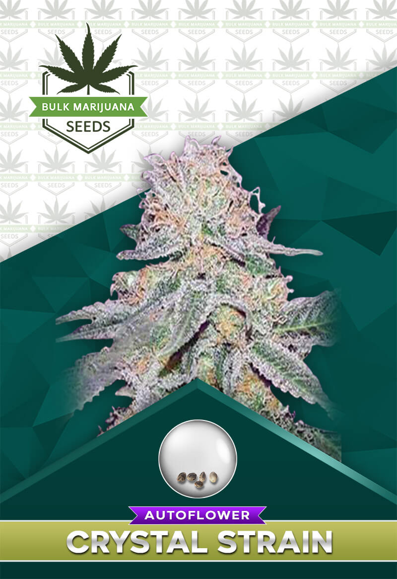 Crystal Strain Autoflower Feminized Marijuana Seeds | Bulk Marijuana Seeds