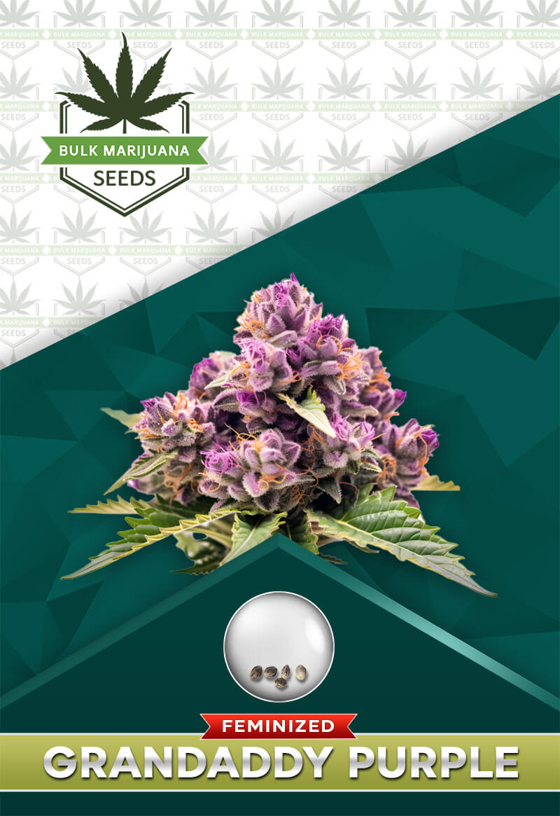 Granddaddy Purple Strain Feminized Marijuana Seeds | Bulk Marijuana Seeds Granddaddy Purple Strain Feminized Marijuana Seeds | Bulk Marijuana Seeds