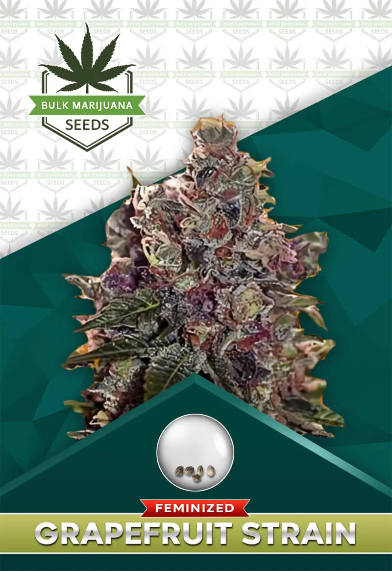 Grapefruit Strain Feminized Marijuana Seeds | Bulk Marijuana Seeds