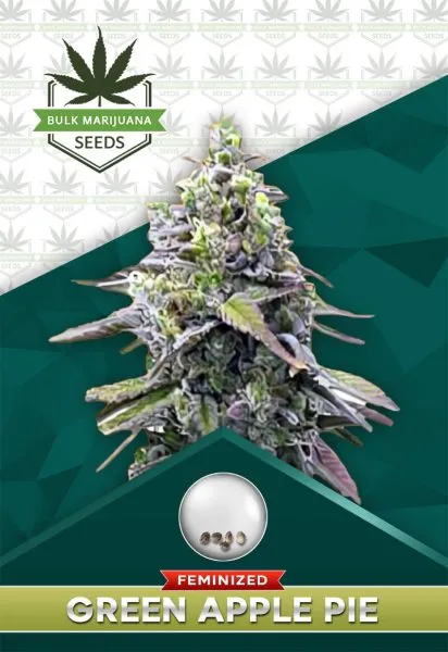 Green Apple Pie Strain Feminized Marijuana Seeds | Bulk Marijuana Seeds