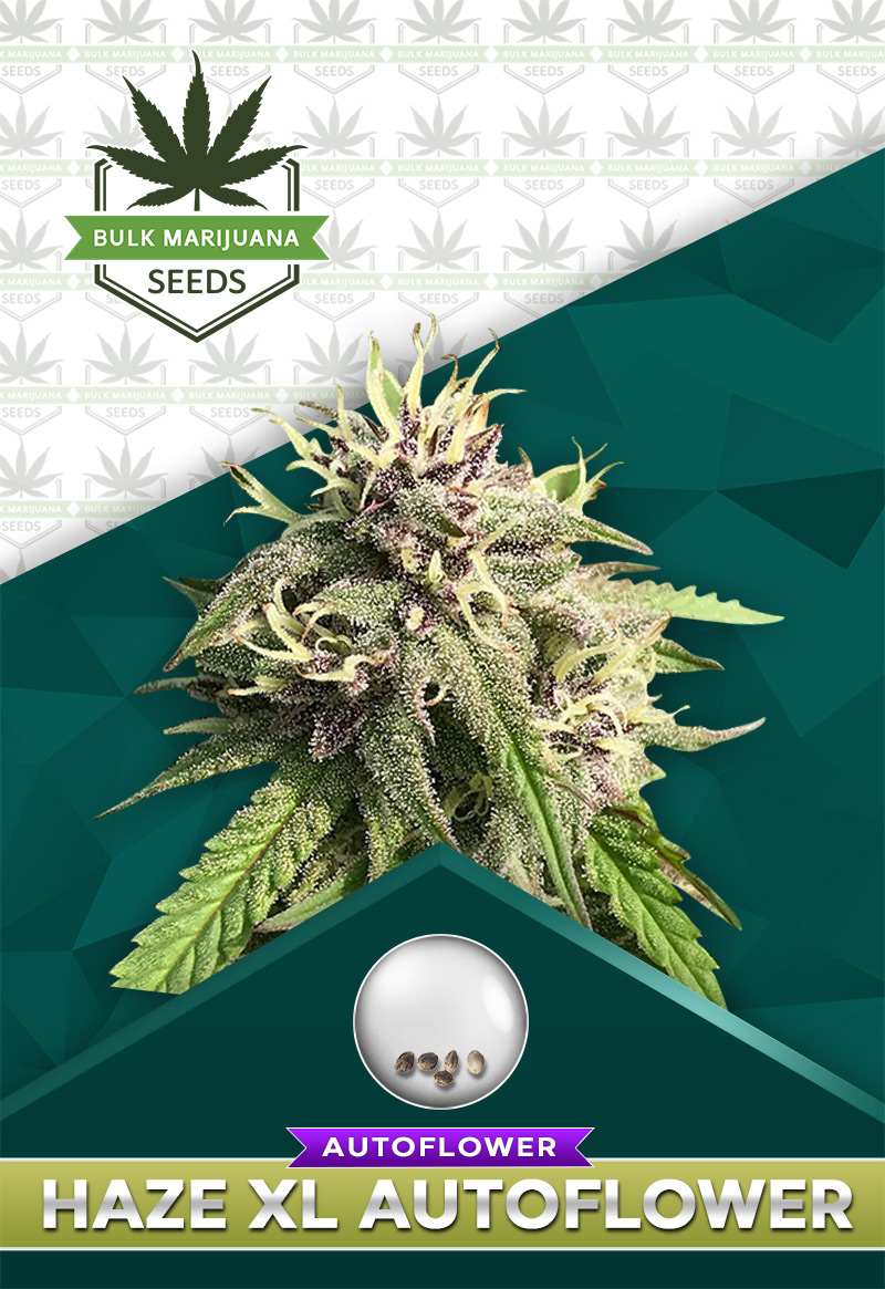 Haze XL Autoflower Marijuana Feminized Seeds | Bulk Marijuana Seeds