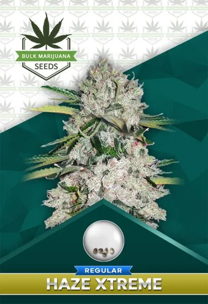 Haze Xtreme Strain Regular Marijuana Seeds | Bulk Marijuana Seeds