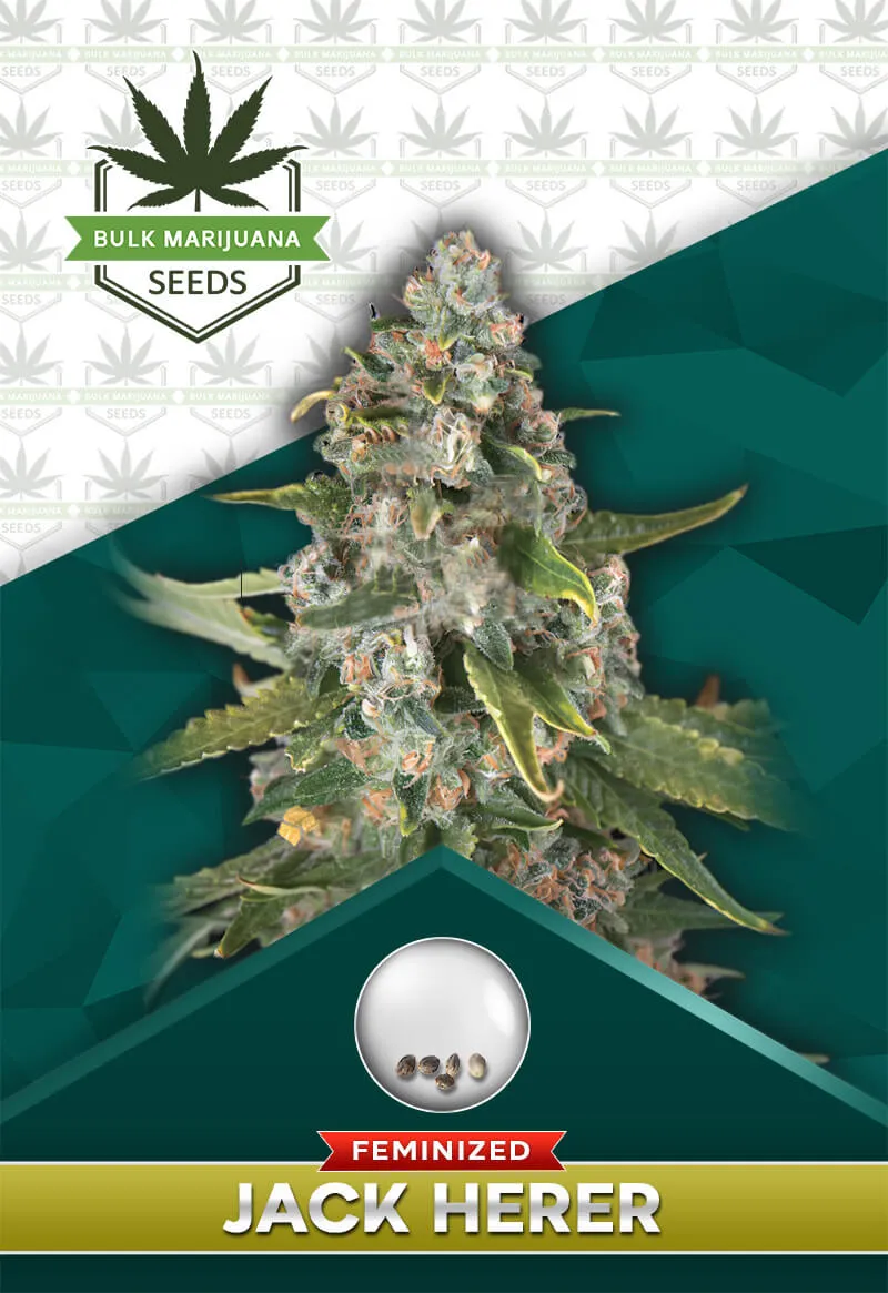 Jack Herer Strain Feminized Marijuana Seeds | Bulk Marijuana Seeds