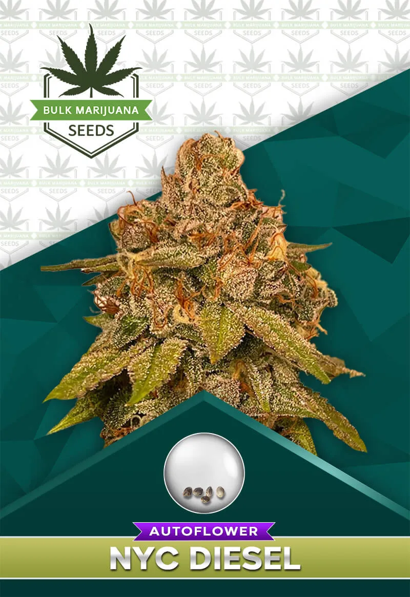 NYC Diesel Strain Autoflowering Marijuana Seeds | Bulk Marijuana Seeds