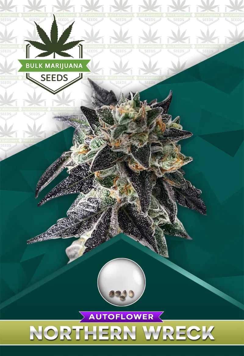 Northern Wreck Strain Autoflowering Feminized Marijuana Seeds | Bulk Marijuana Seeds