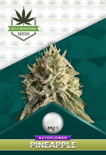 Pineapple Strain Autoflower Feminized Marijuana Seeds | Bulk Marijuana ...
