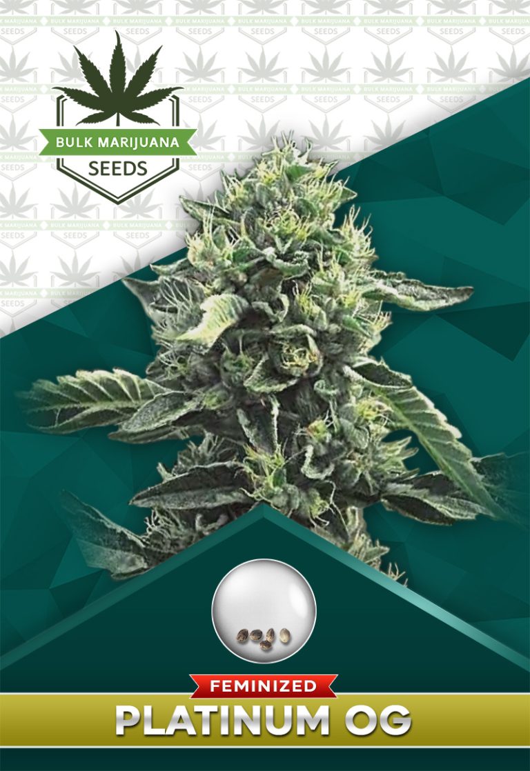 Platinum OG Strain Feminized Marijuana Seeds | Bulk Marijuana Seeds