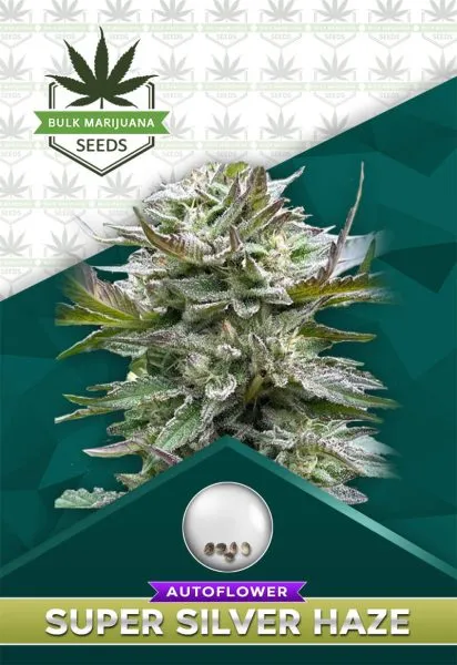 Super Silver Haze Autoflowering Feminized Marijuana Seeds | Bulk ...